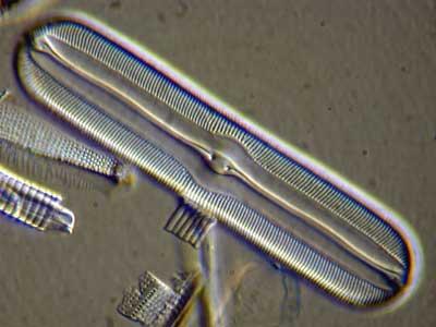 Terry Collection | Farlow Herbarium Diatom Collection